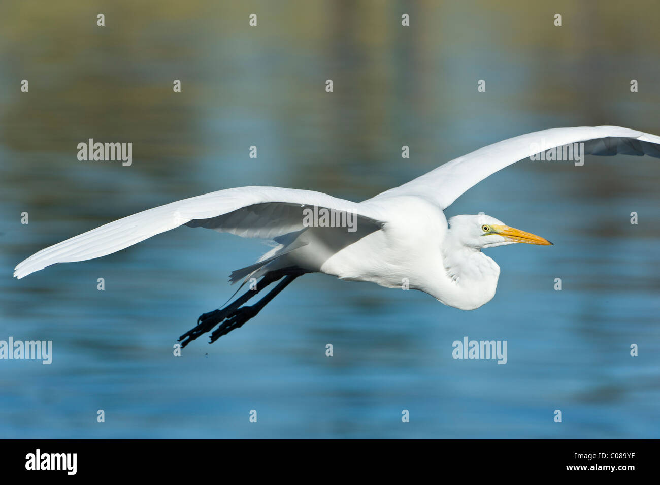 Great Egret in flight Stock Photo - Alamy