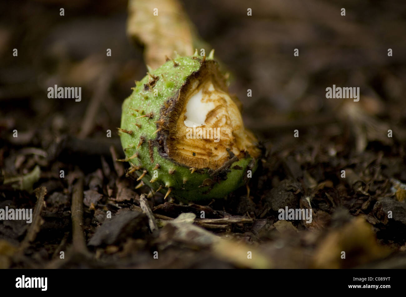 Conker shell hi-res stock photography and images - Alamy