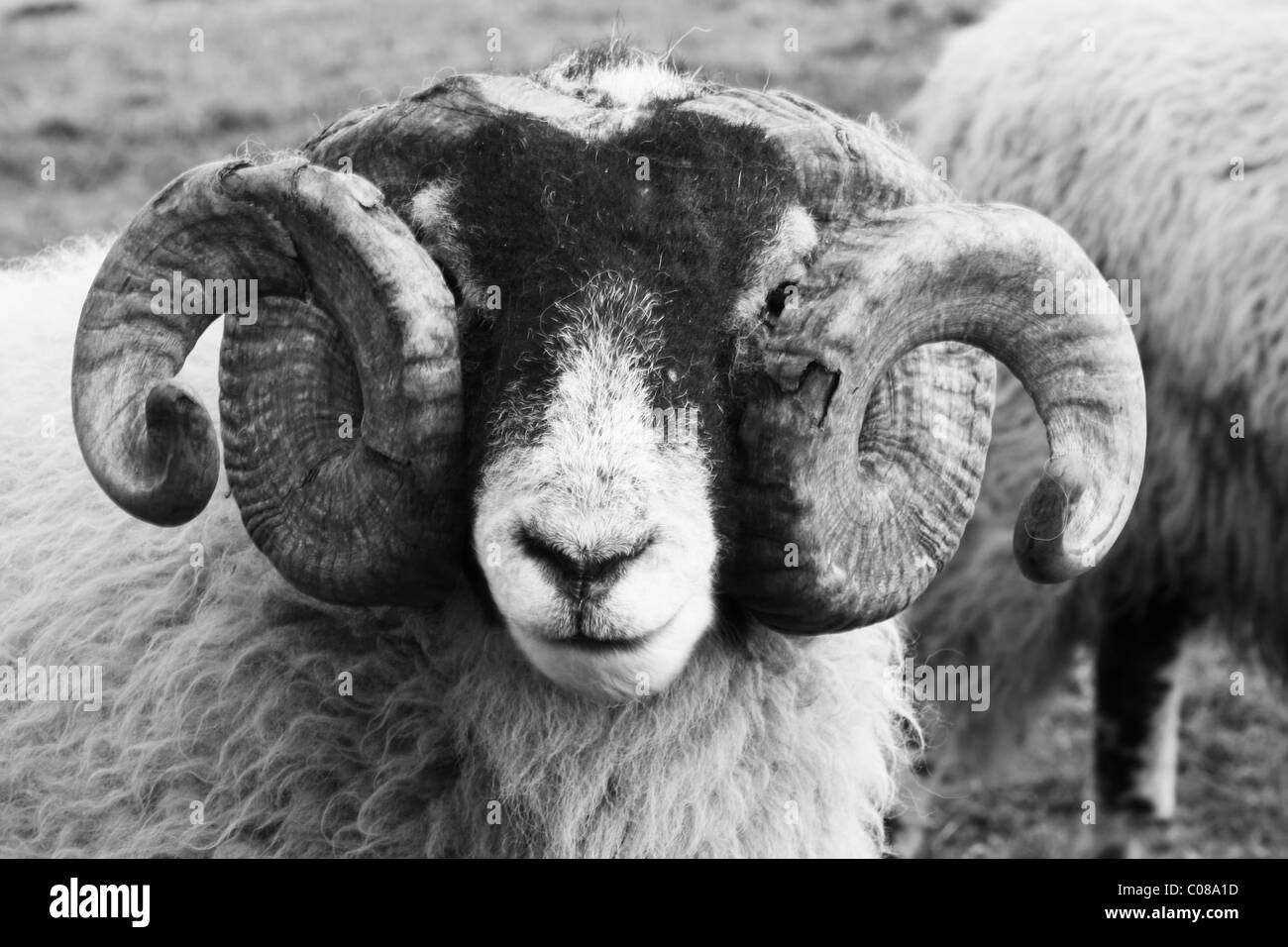 swaledale tup with battered horns Stock Photo - Alamy