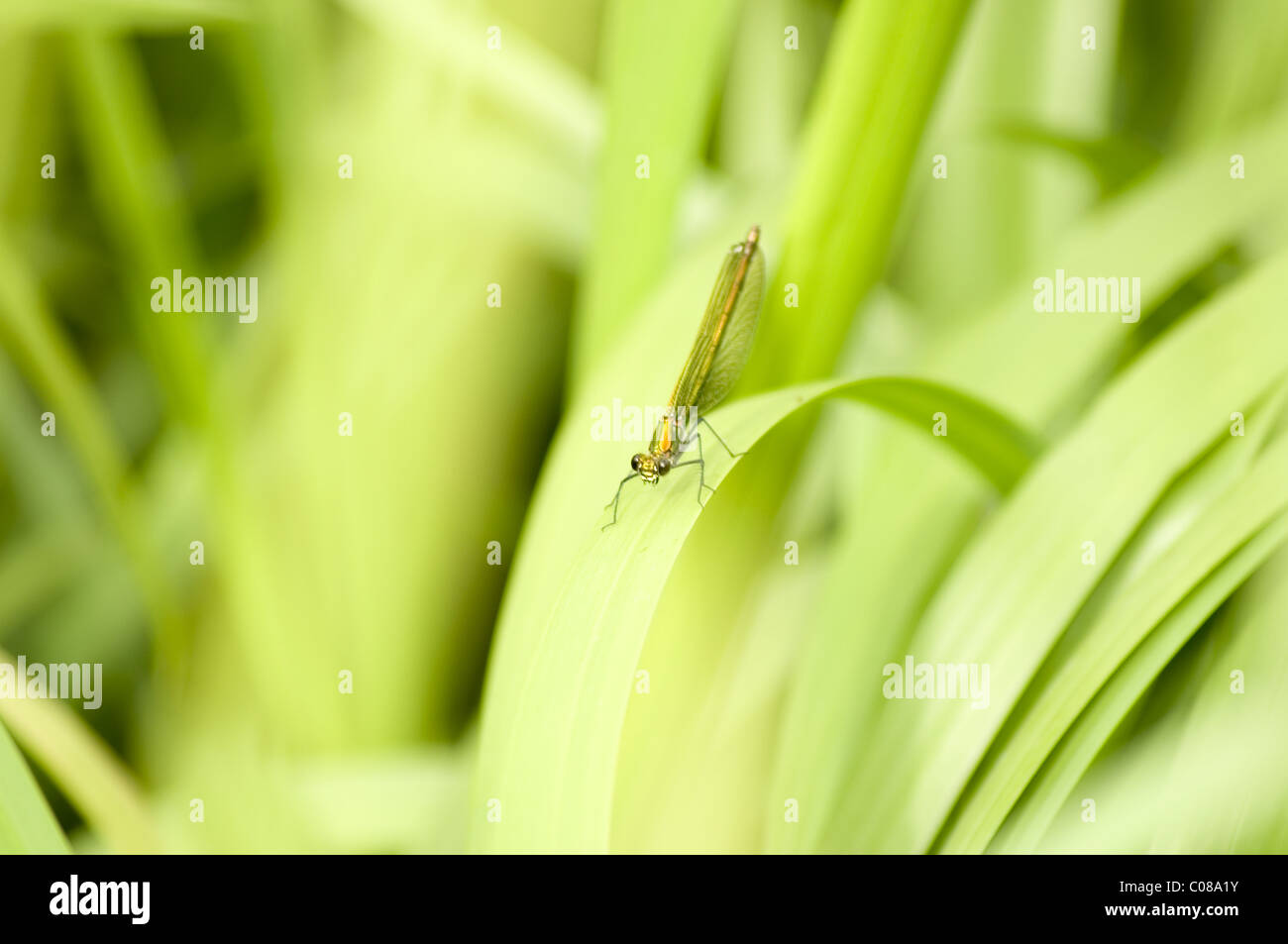 Freshwater reedbed hi-res stock photography and images - Alamy