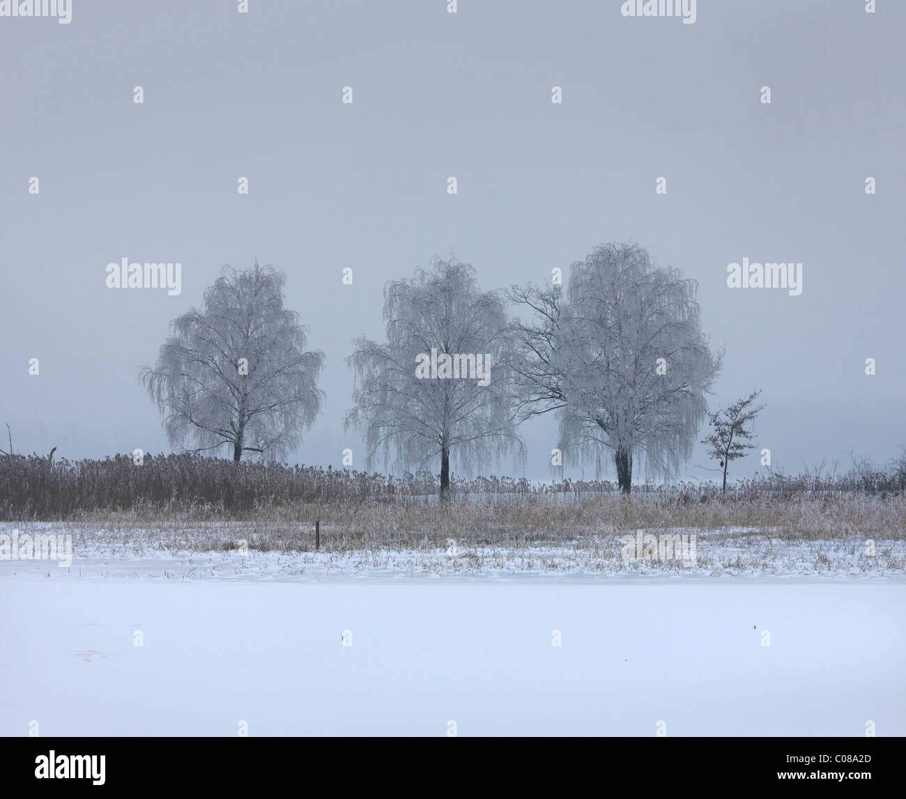 Three frozen tree in winter Stock Photo - Alamy