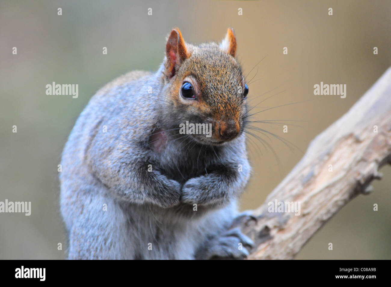 Squirrel sitting on branch hi-res stock photography and images - Alamy