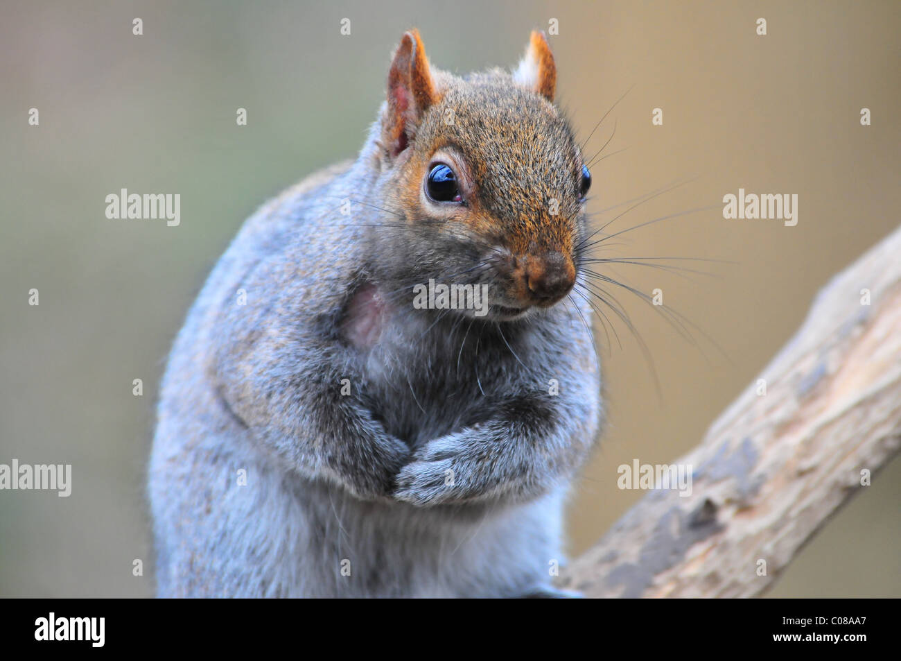 Squirrel sitting on branch hi-res stock photography and images - Alamy