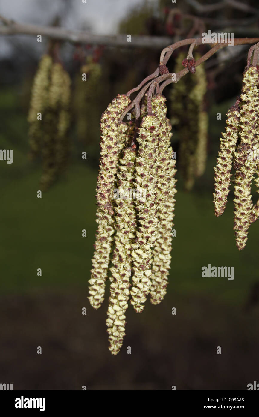 catkins hanging from tree Stock Photo - Alamy
