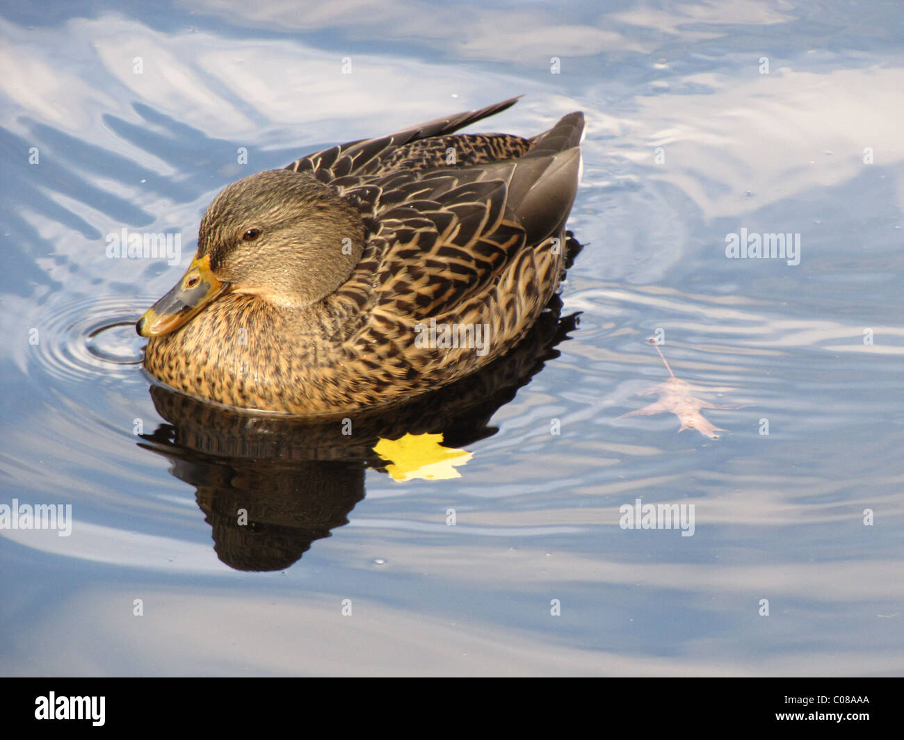 Duck with a reflection in water Stock Photo - Alamy
