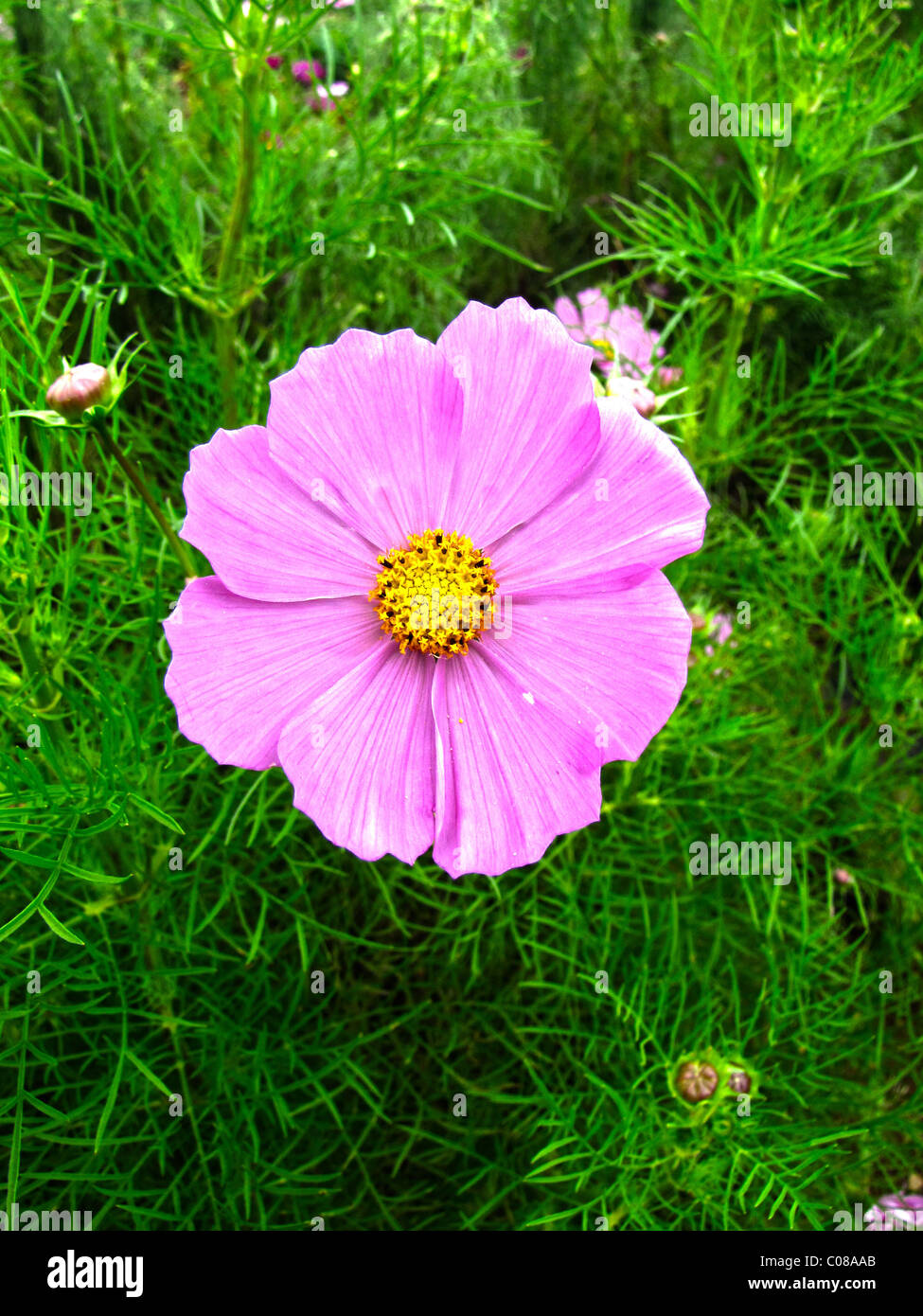 A pink fall flower Stock Photo - Alamy