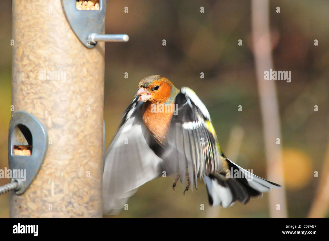 Chaffinch flight bird hi-res stock photography and images - Alamy