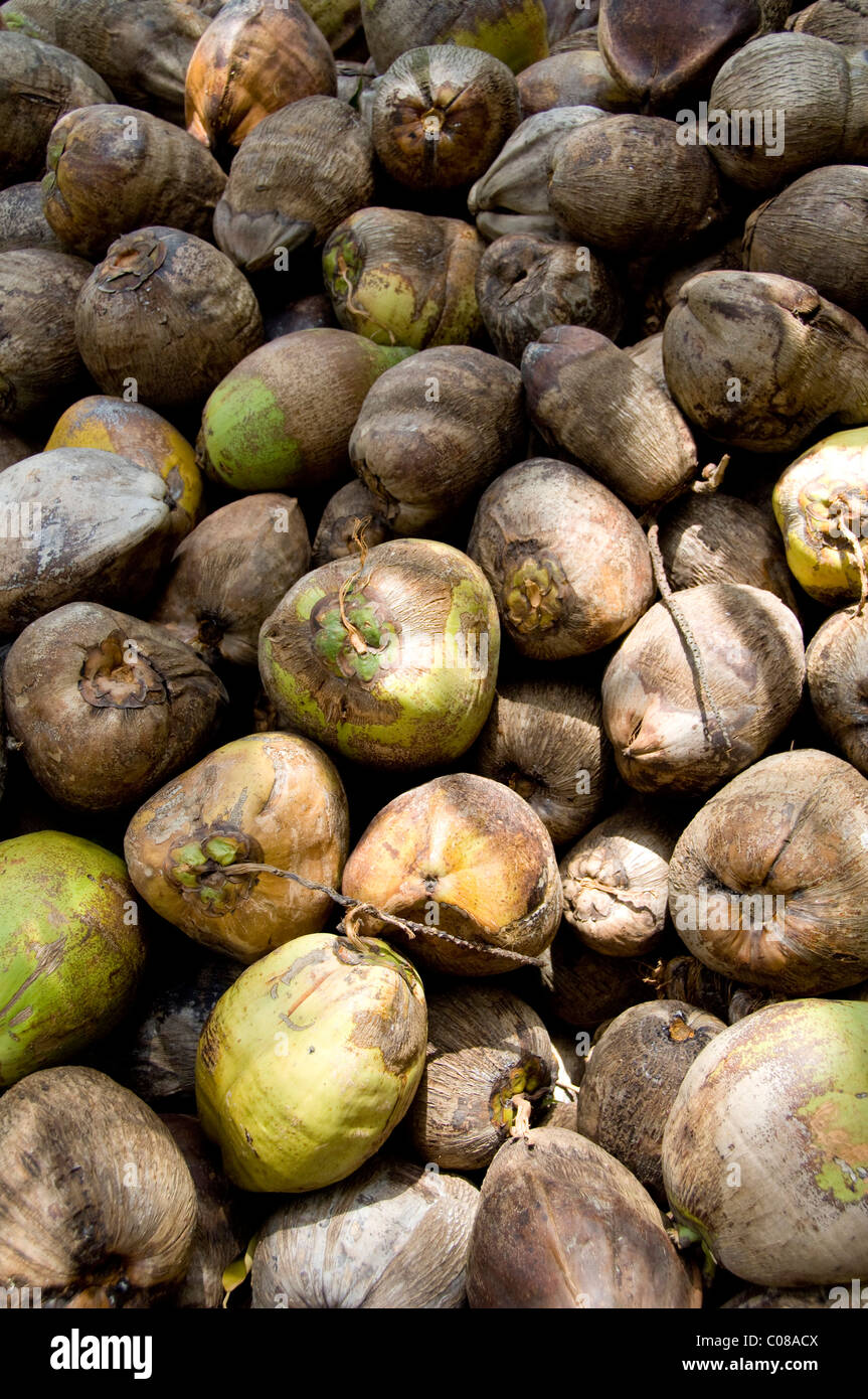 India, state of Karnataka, Mangalore. Soans Farm, coconuts Stock Photo ...
