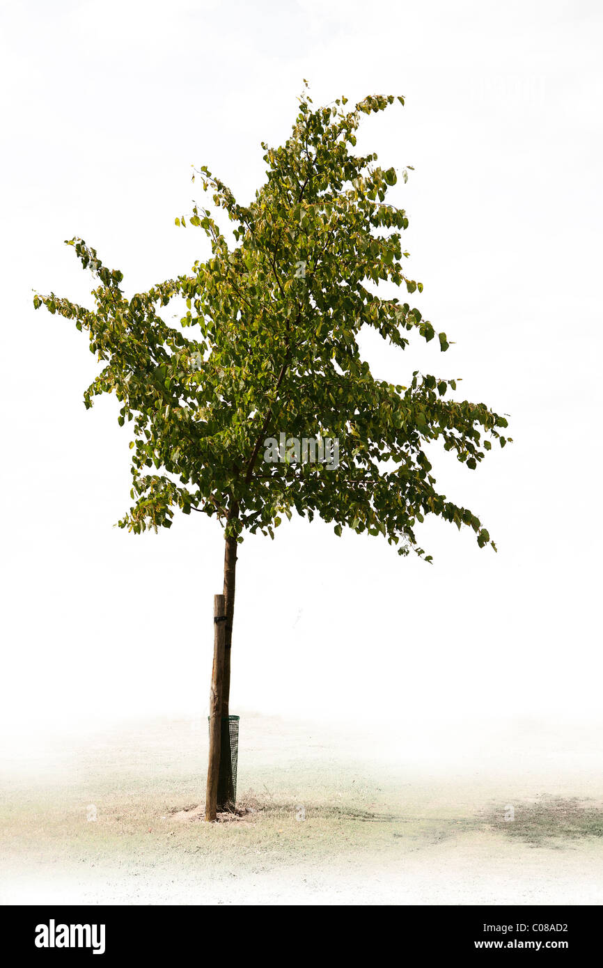 single green tree all alone on white background ready for a cut out ...
