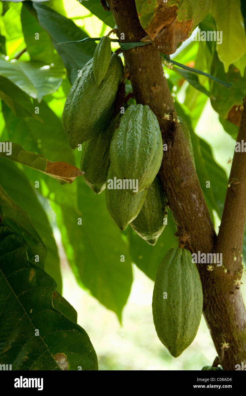 India, state of Karnataka, Mangalore. Soans Farm, coco pod on plant ...
