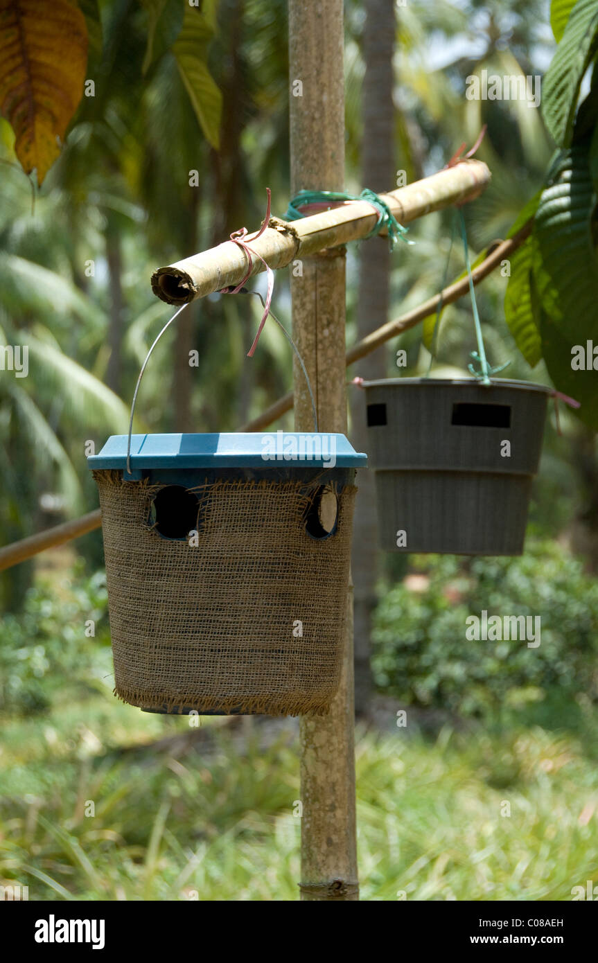 India, state of Karnataka, Mangalore. Soans Farm, beetle traps Stock ...