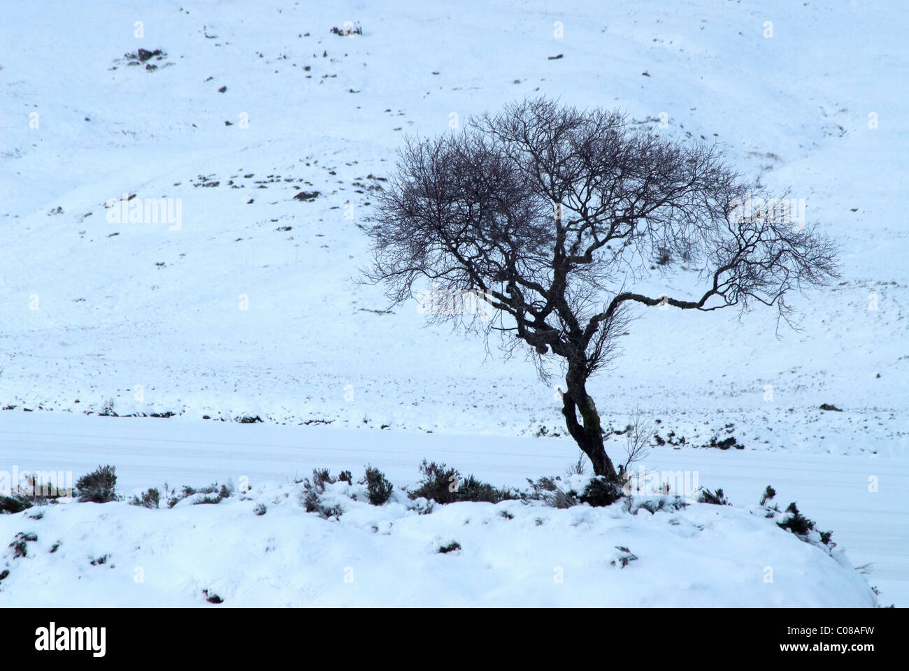 Lone tree rannoch moor Stock Photo - Alamy