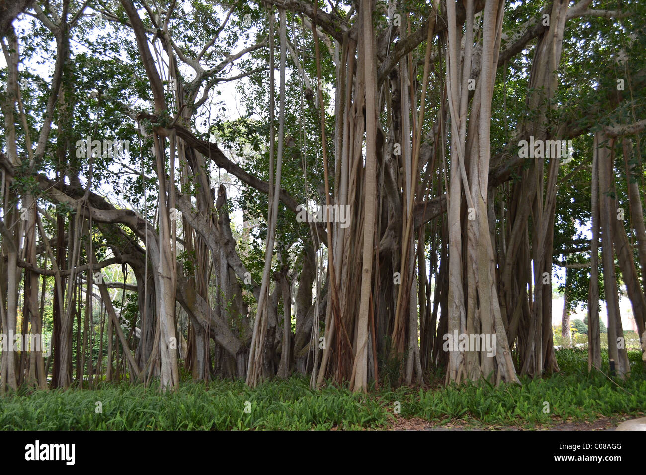 Banyan Tree in Florida - a single tree can resemble a whole jungle or ...