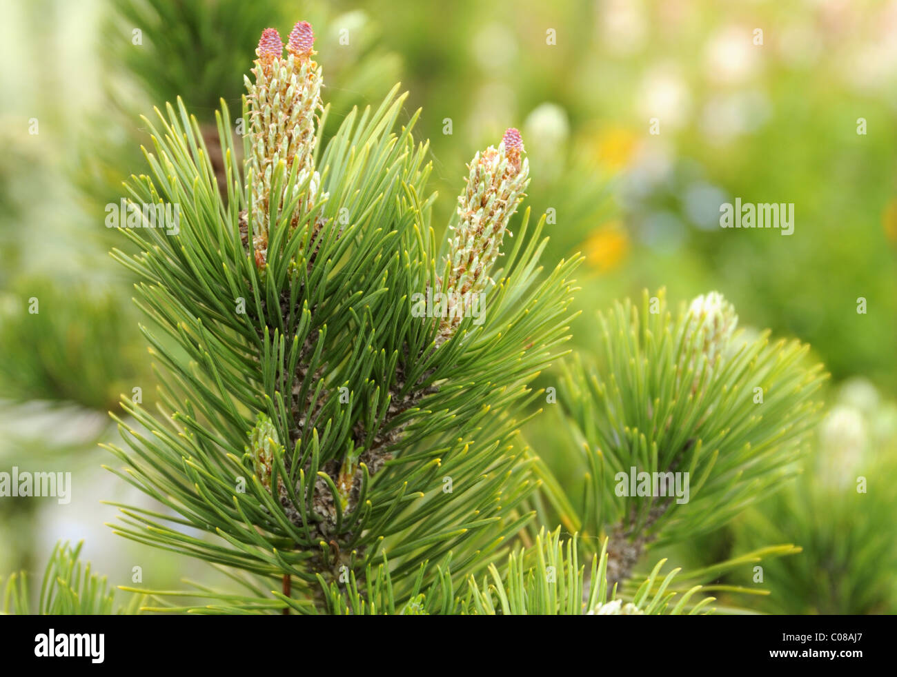 Pine tree uk hi-res stock photography and images - Alamy