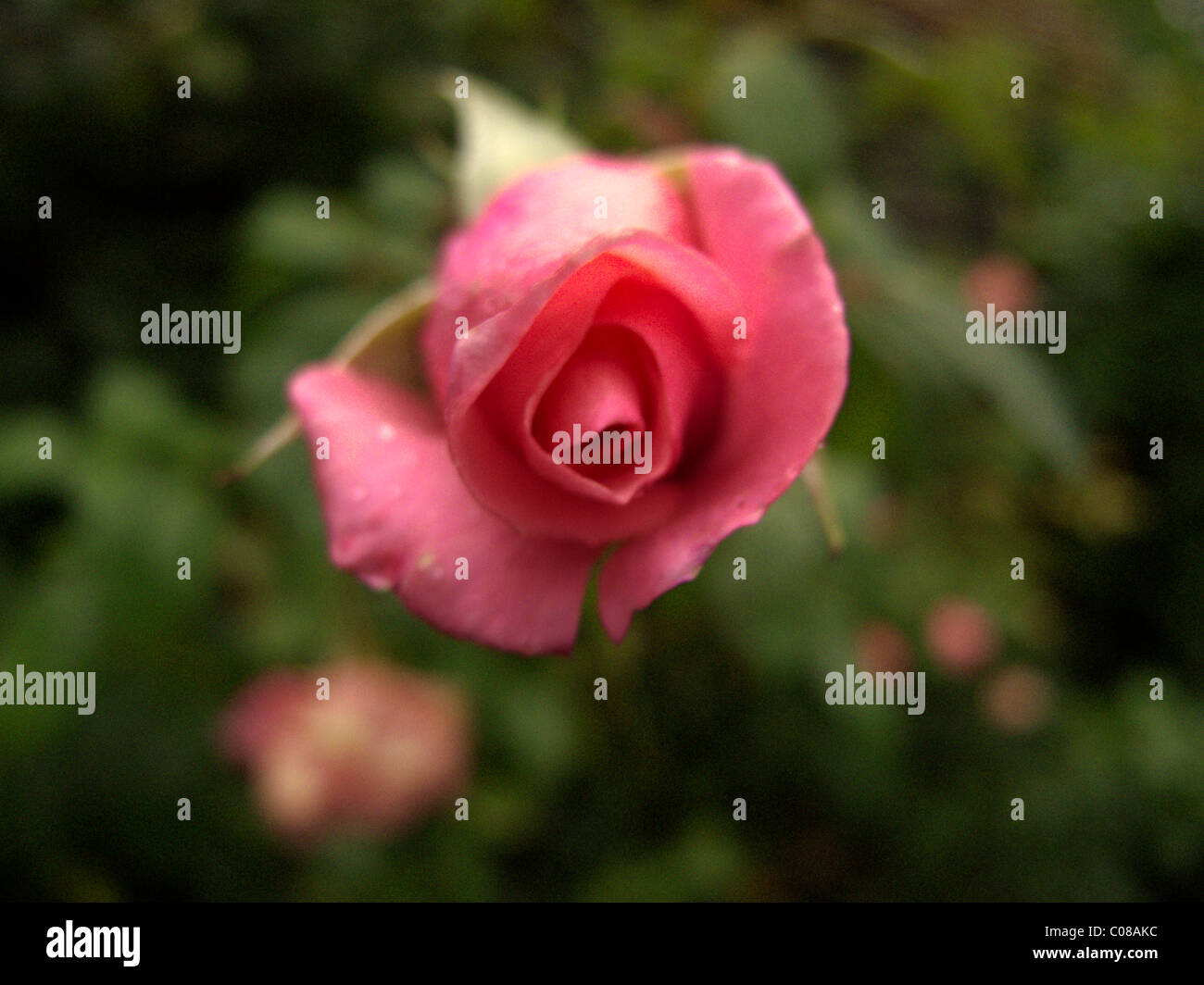 close up detail image of flowers Stock Photo - Alamy