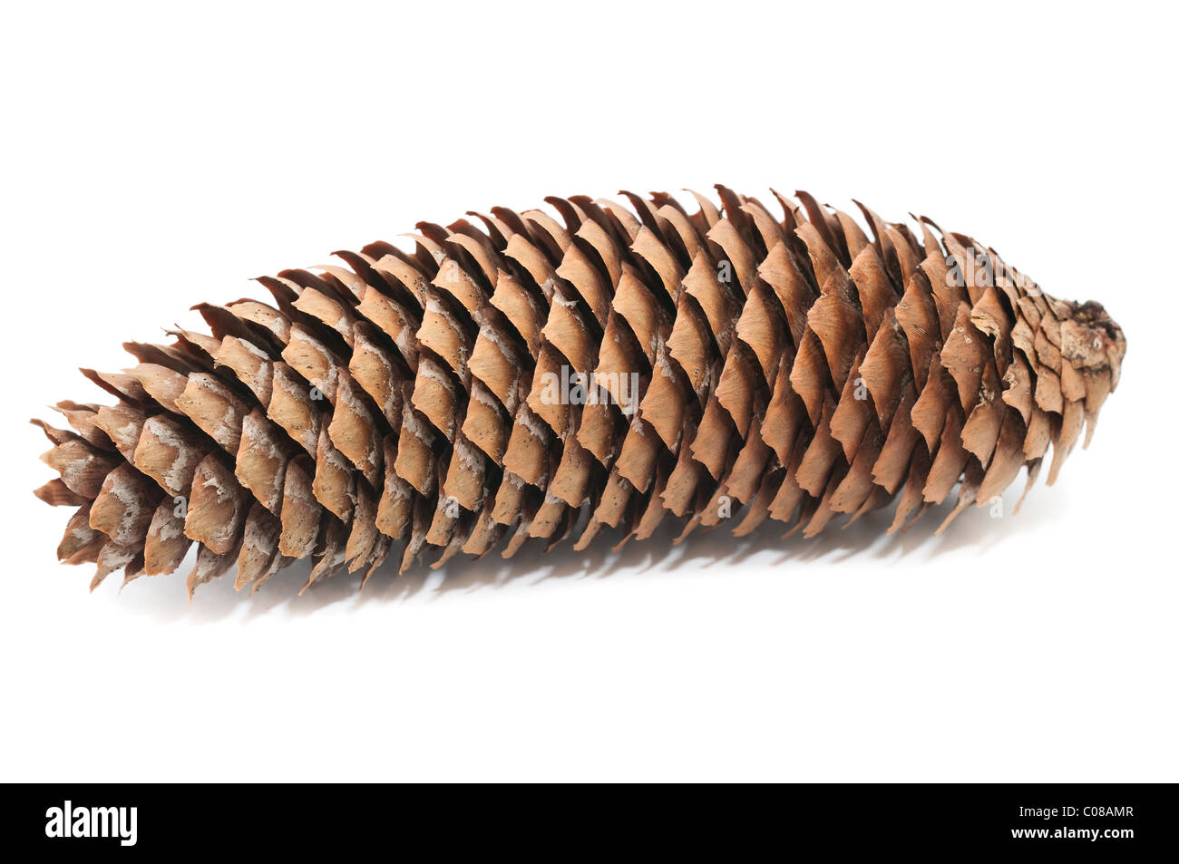 Coniferous one cone isolated on white background Stock Photo - Alamy