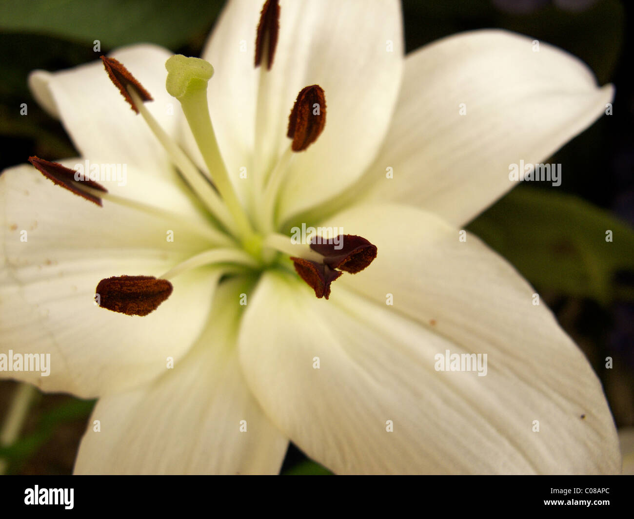close up detail image of flowers Stock Photo - Alamy