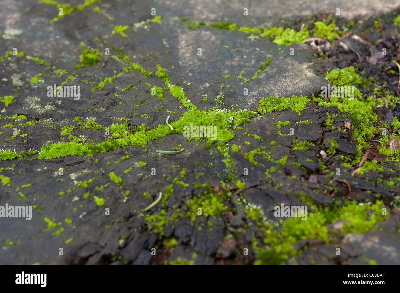 Moss growing over a trunk in a forest south of Mexico city Stock Photo ...
