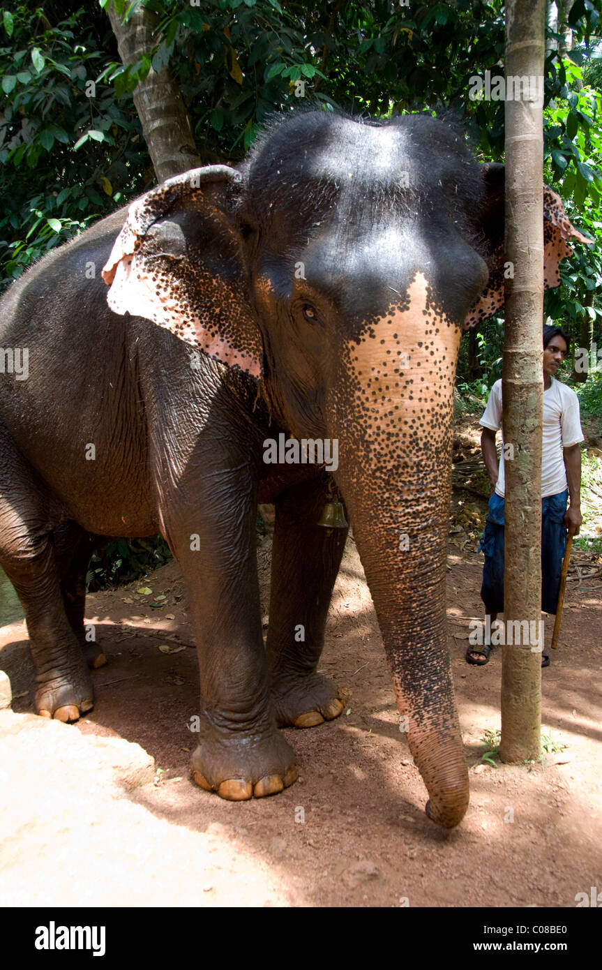 India, Goa, Ponda, Curti. Sahakari Spice Farm, elephant Stock Photo - Alamy
