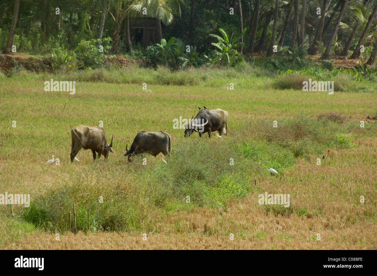 India, Goa, Ponda, Curti. Water buffalo in field Stock Photo - Alamy