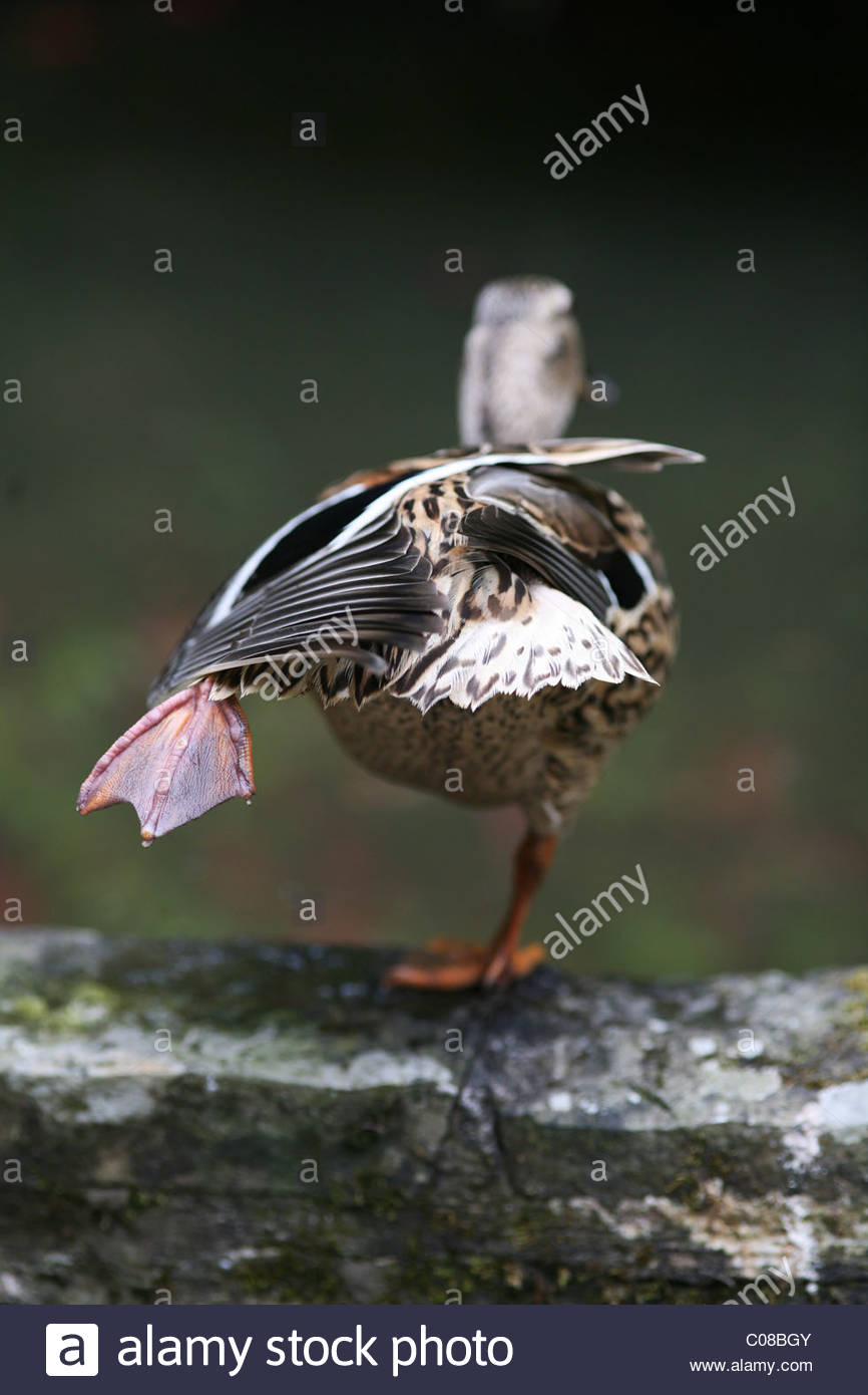 Duck Feet High Resolution Stock Photography and Images - Alamy