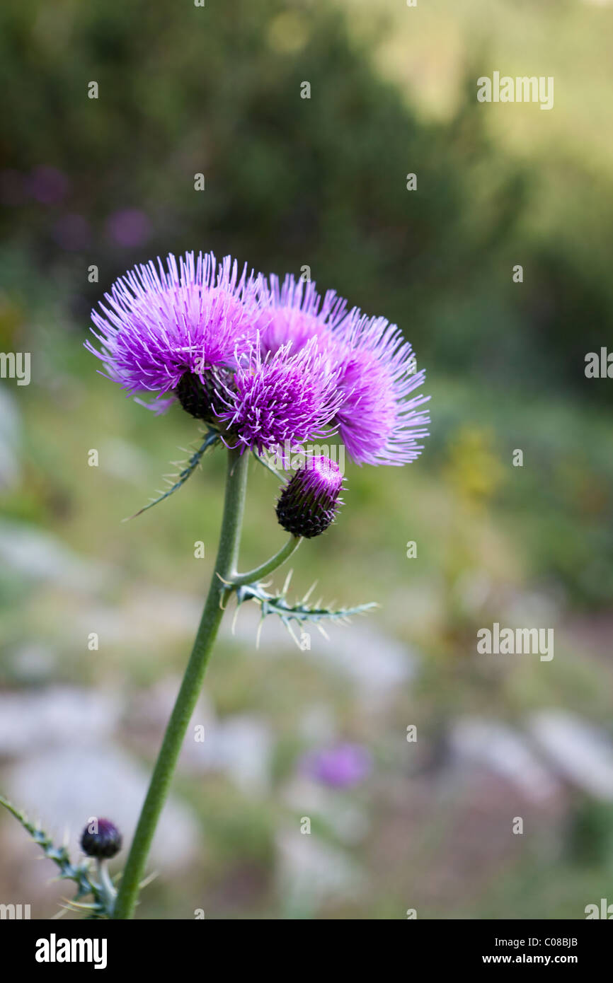Common Thistle-CIRSIUM VULGARE close-up Stock Photo - Alamy