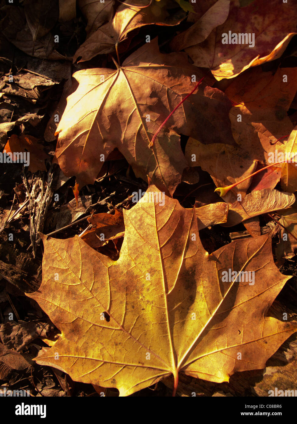 autumn leaves on the ground idea background Stock Photo - Alamy
