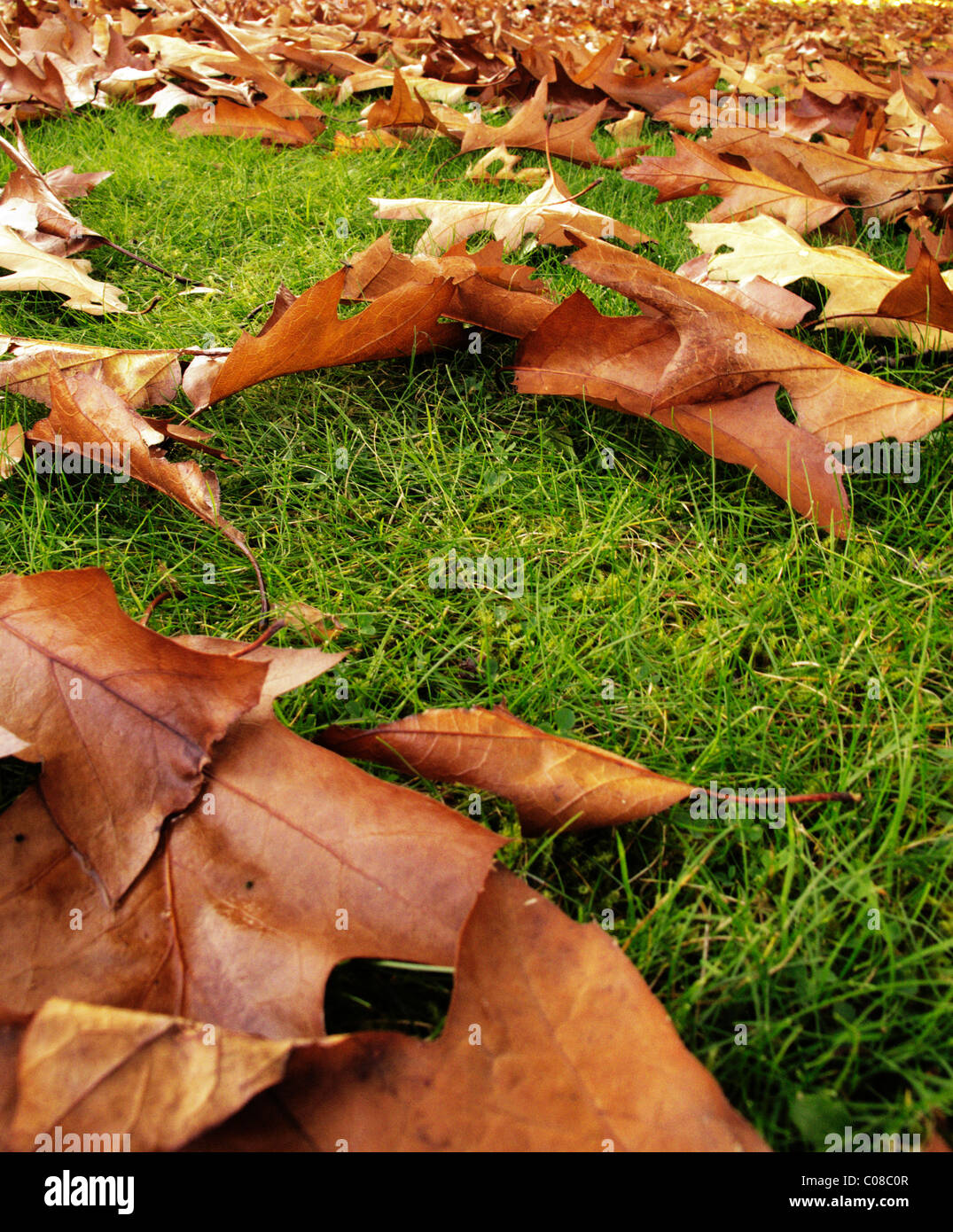autumn leaves on the ground idea background Stock Photo - Alamy