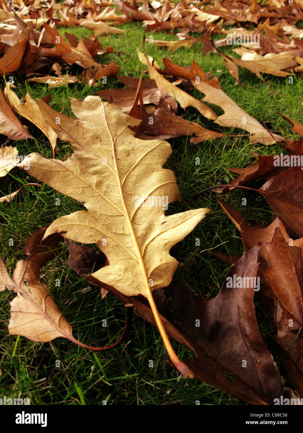 autumn leaves on the ground idea background Stock Photo - Alamy