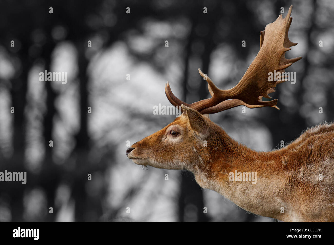 Fallow deer stag hi-res stock photography and images - Alamy