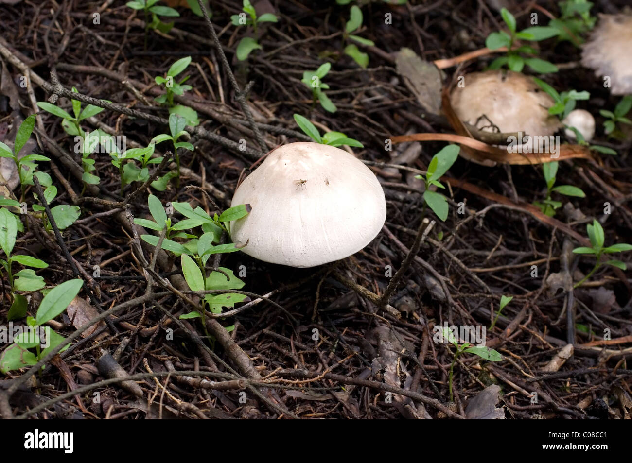 White mushroom cap Stock Photo - Alamy