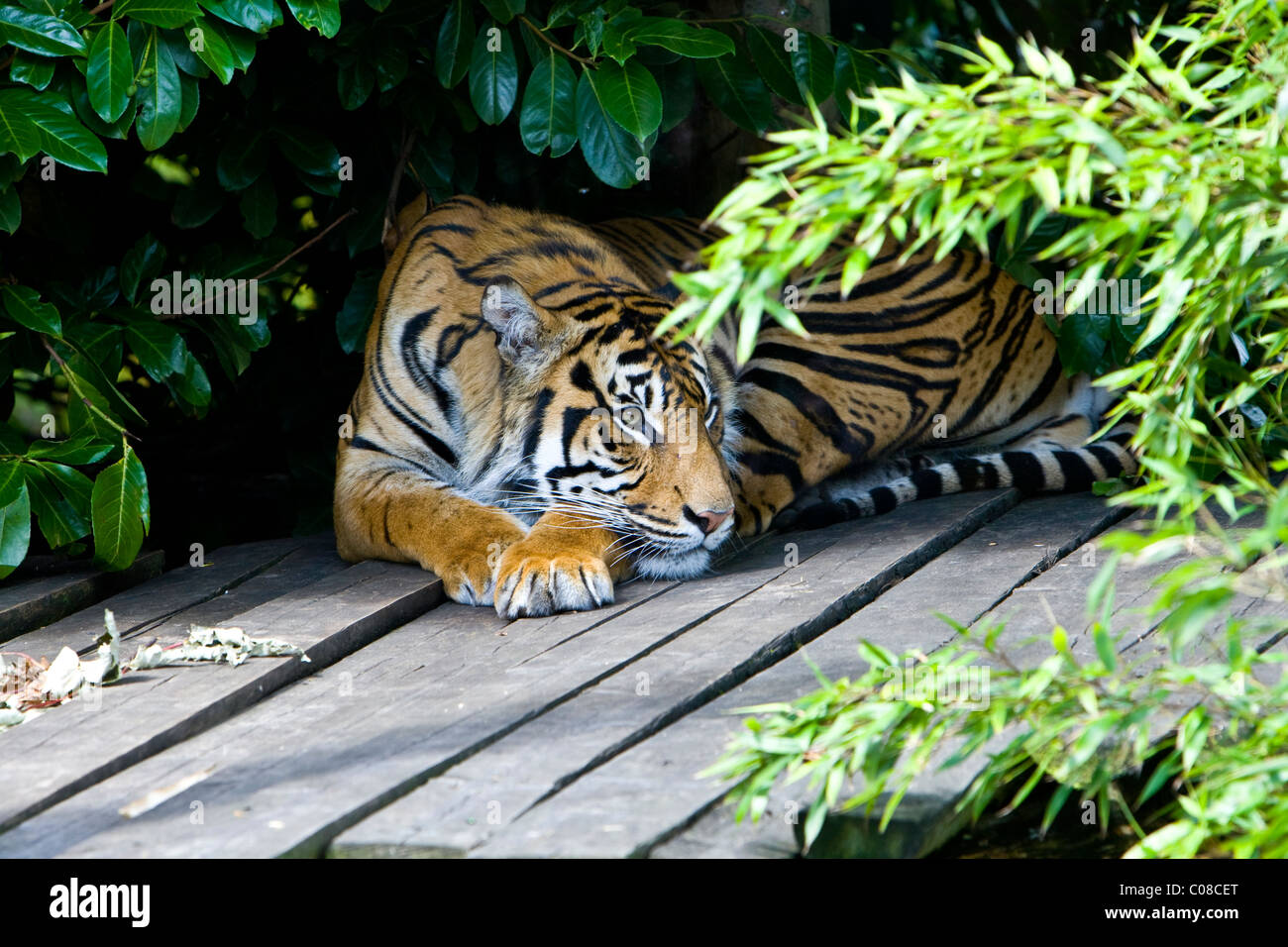 Tiger resting in shadow Stock Photo - Alamy
