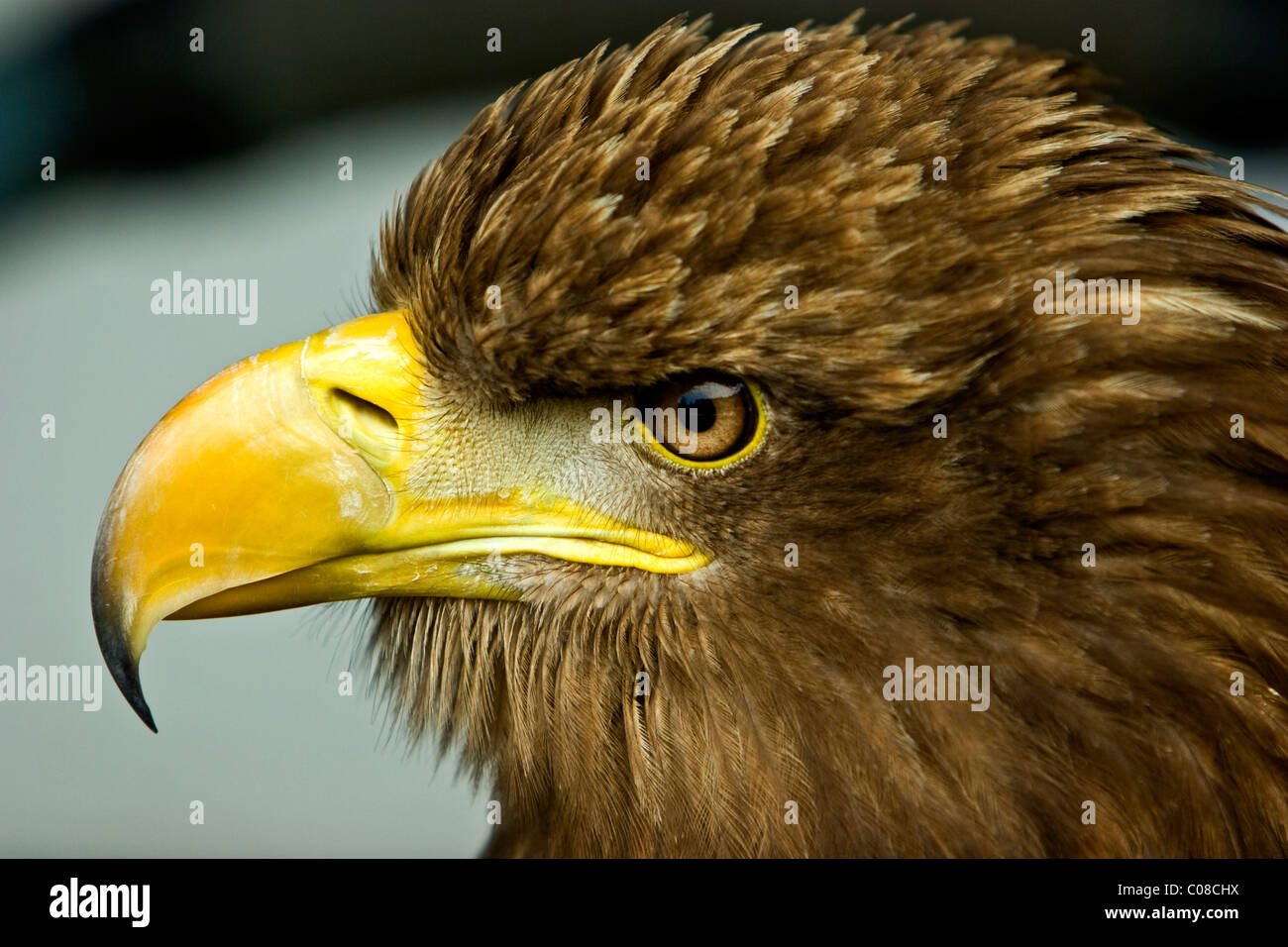 Red kite birds hi-res stock photography and images - Alamy