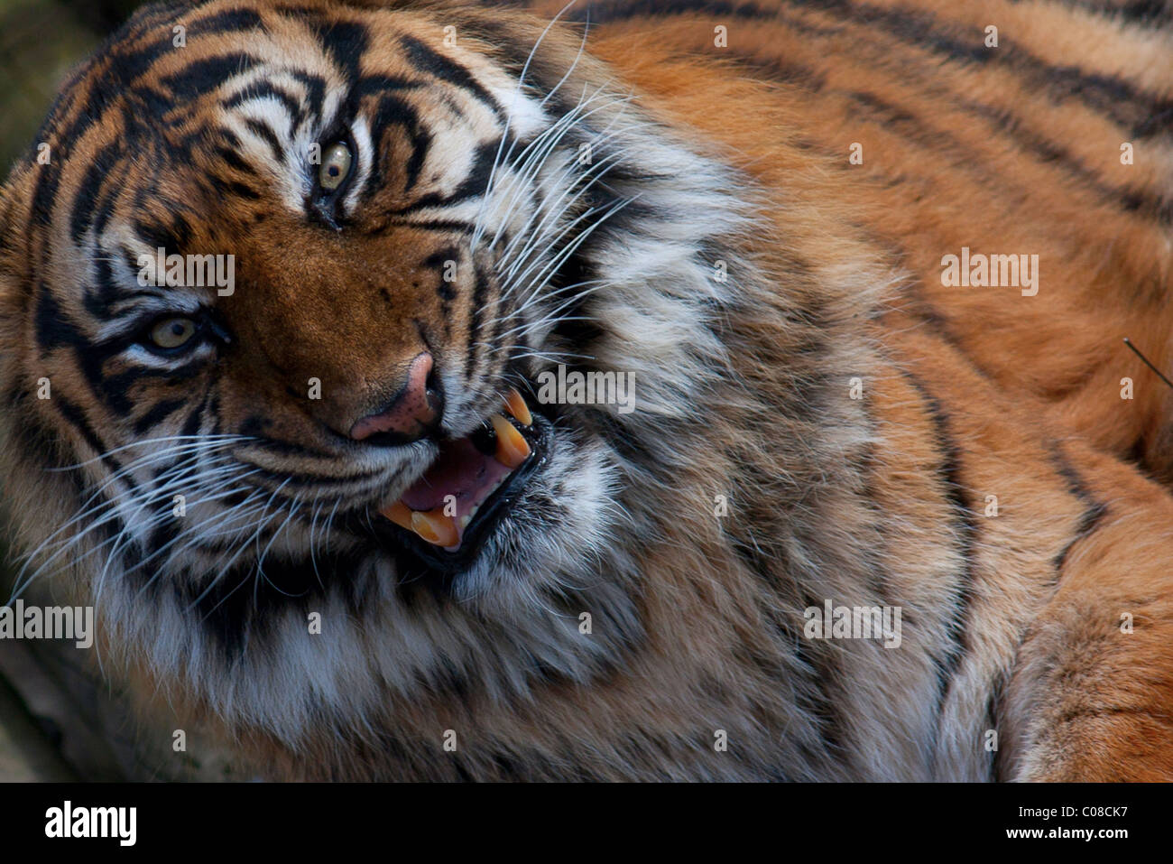 Tiger roar hi-res stock photography and images - Alamy