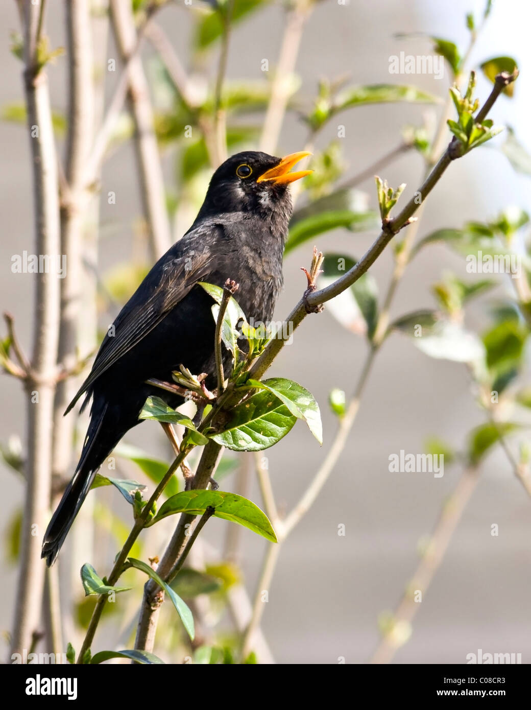 blackbird in song Stock Photo - Alamy