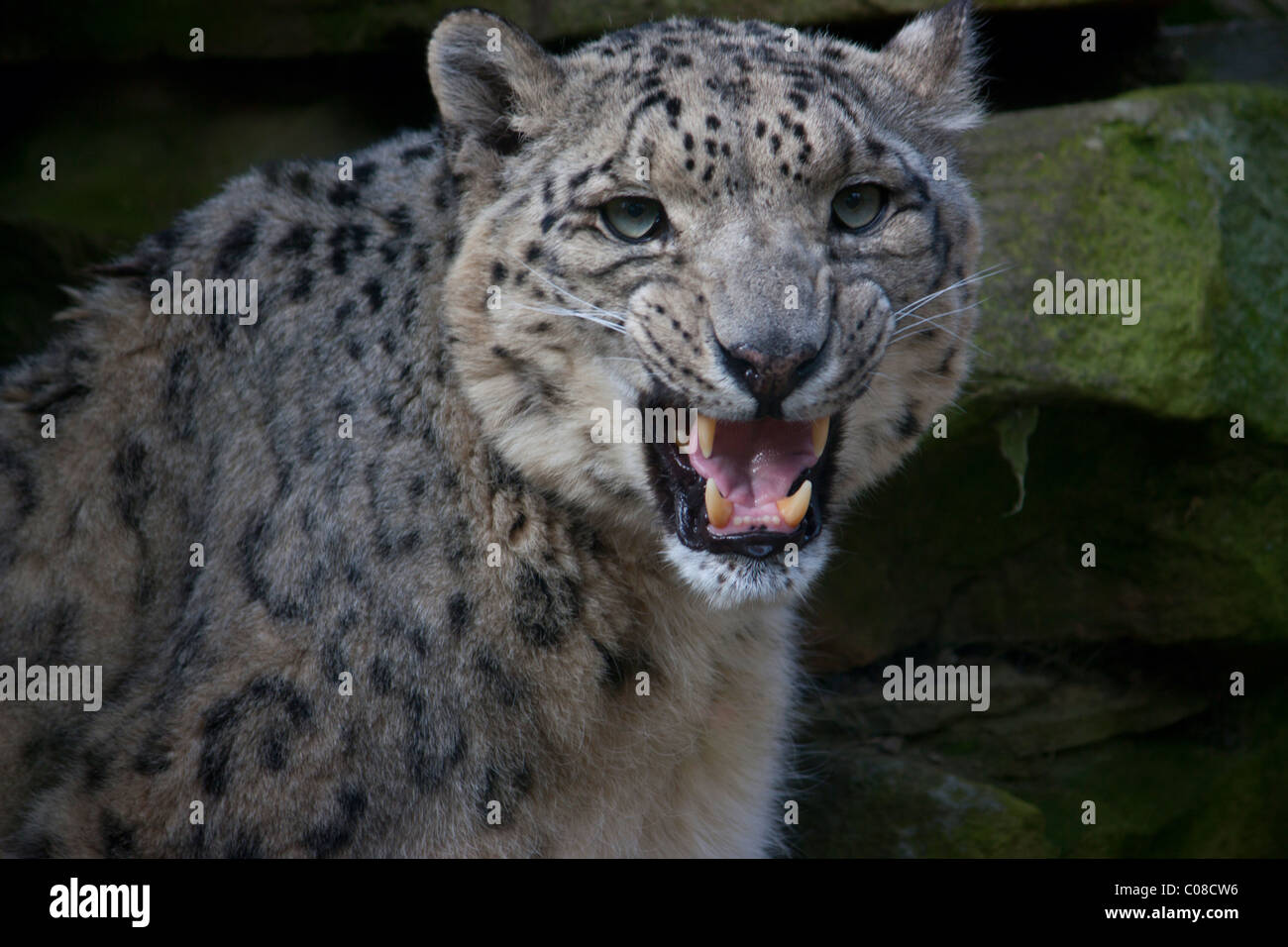 Snow leopard snarl Stock Photo - Alamy