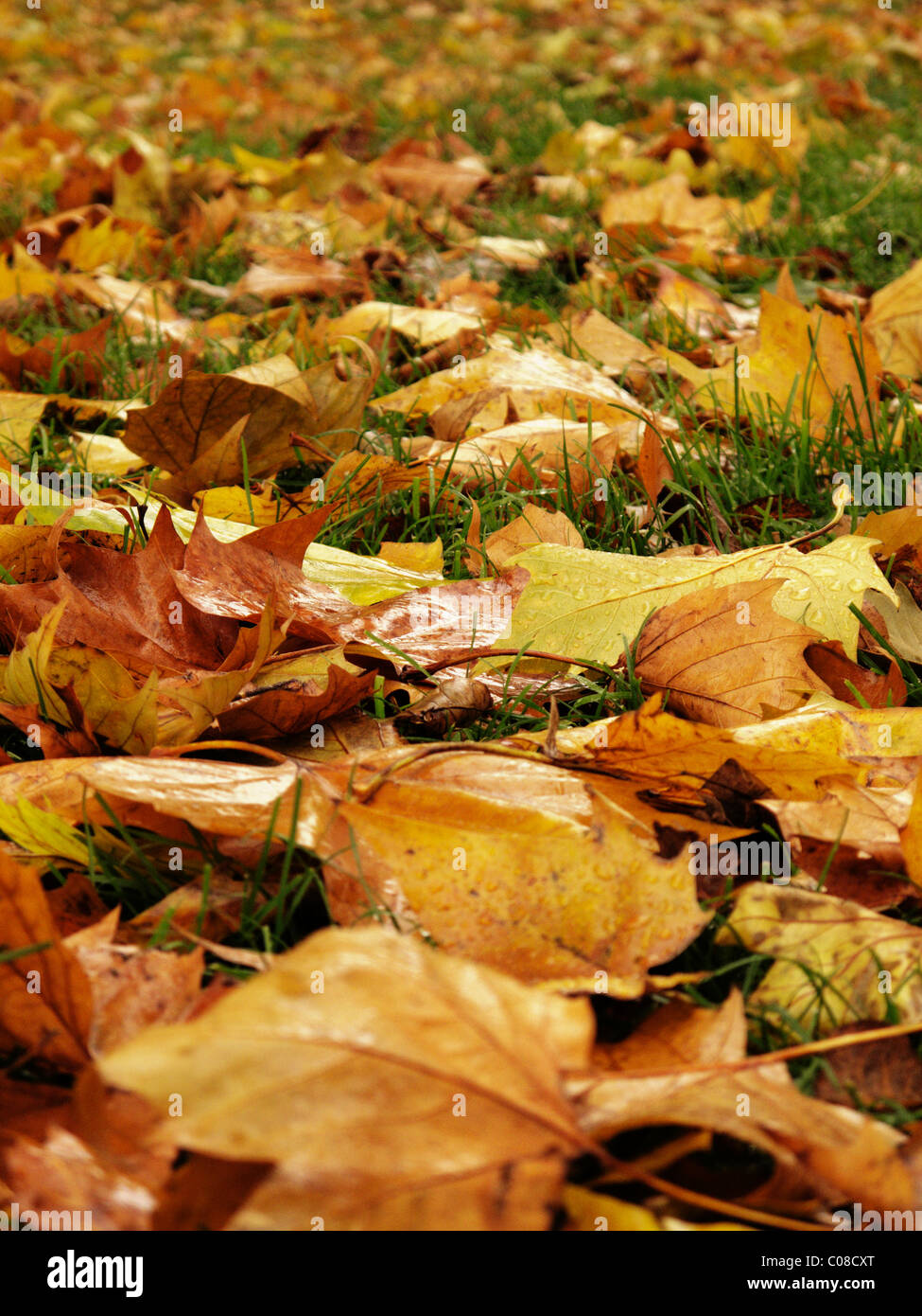 autumn leaves on the ground idea background Stock Photo - Alamy