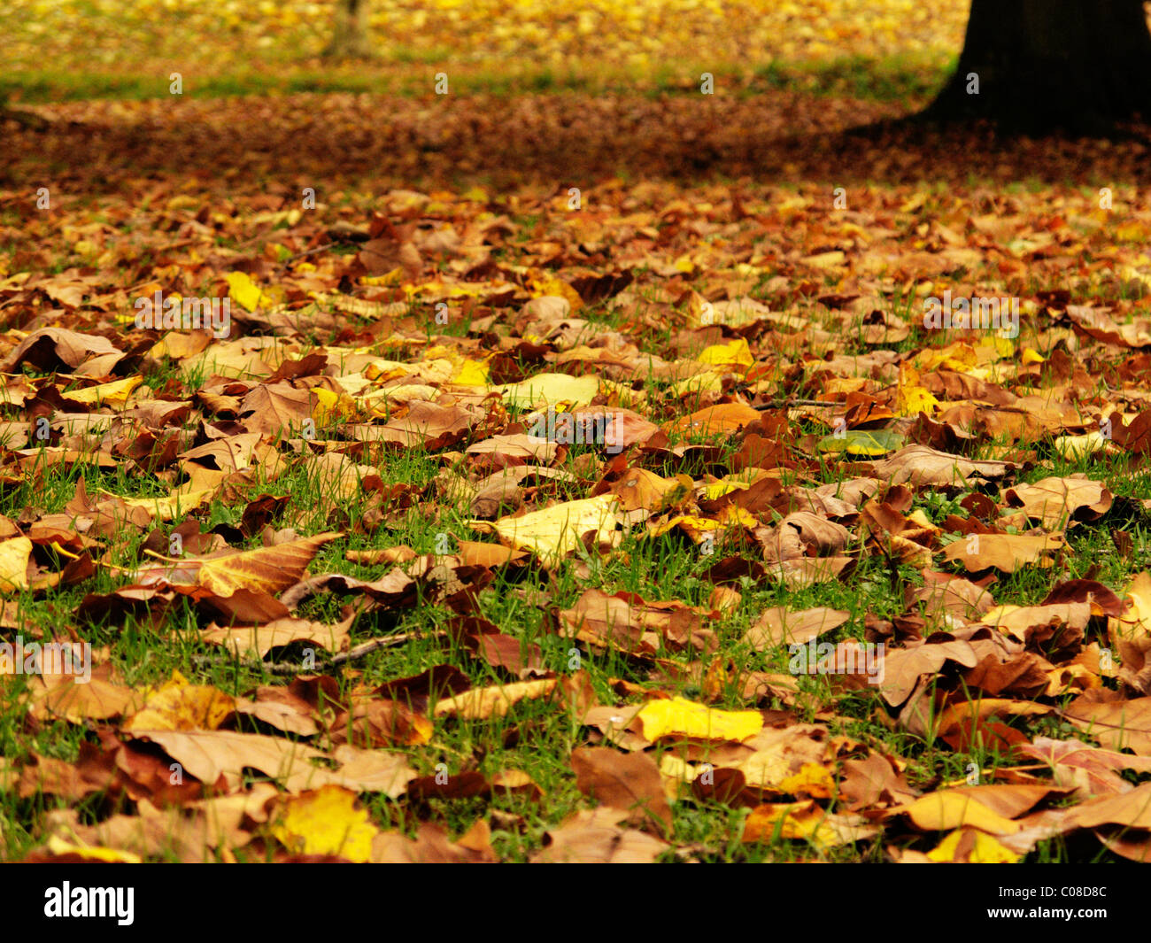 autumn leaves on the ground idea background Stock Photo - Alamy