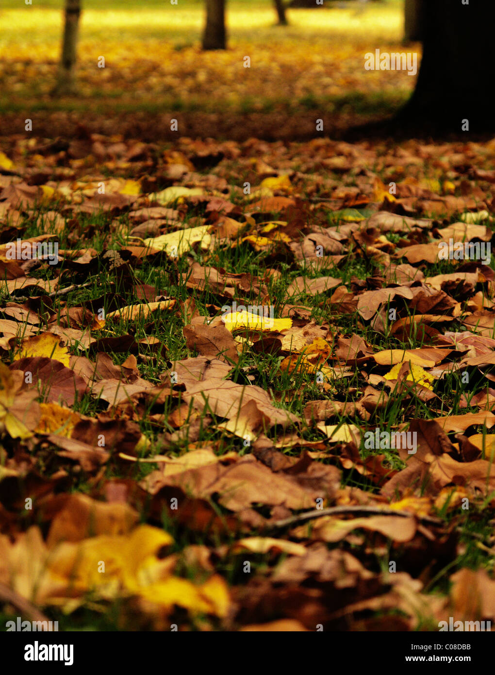autumn leaves on the ground idea background Stock Photo - Alamy