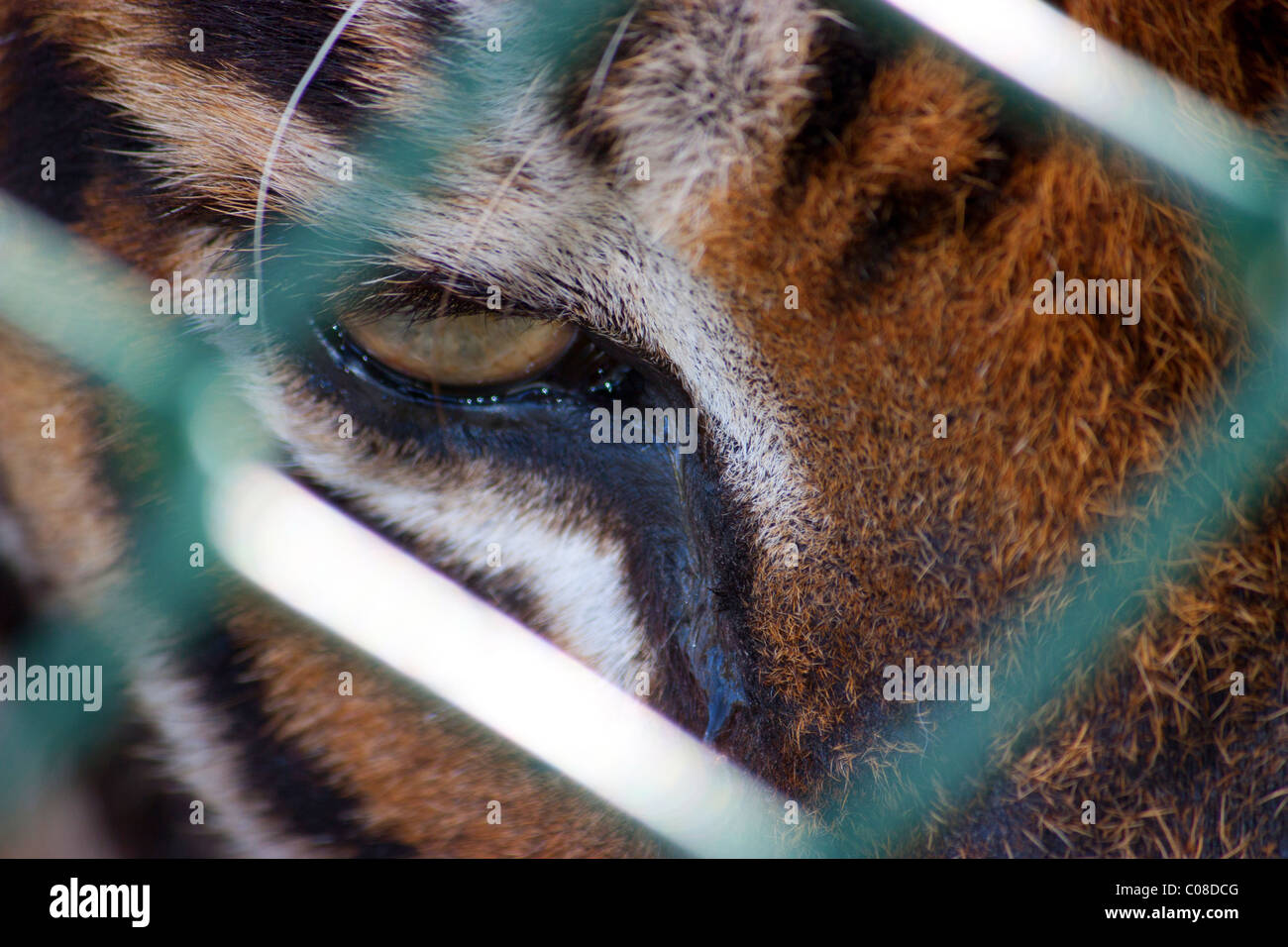 Tiger cage hi-res stock photography and images - Alamy