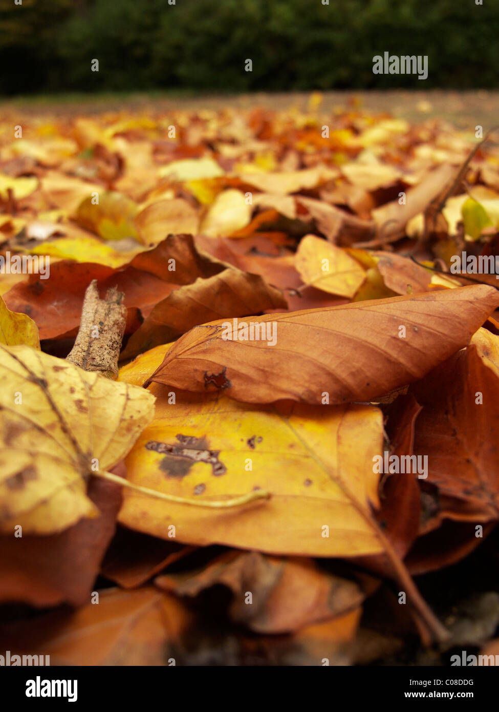autumn leaves on the ground idea background Stock Photo - Alamy