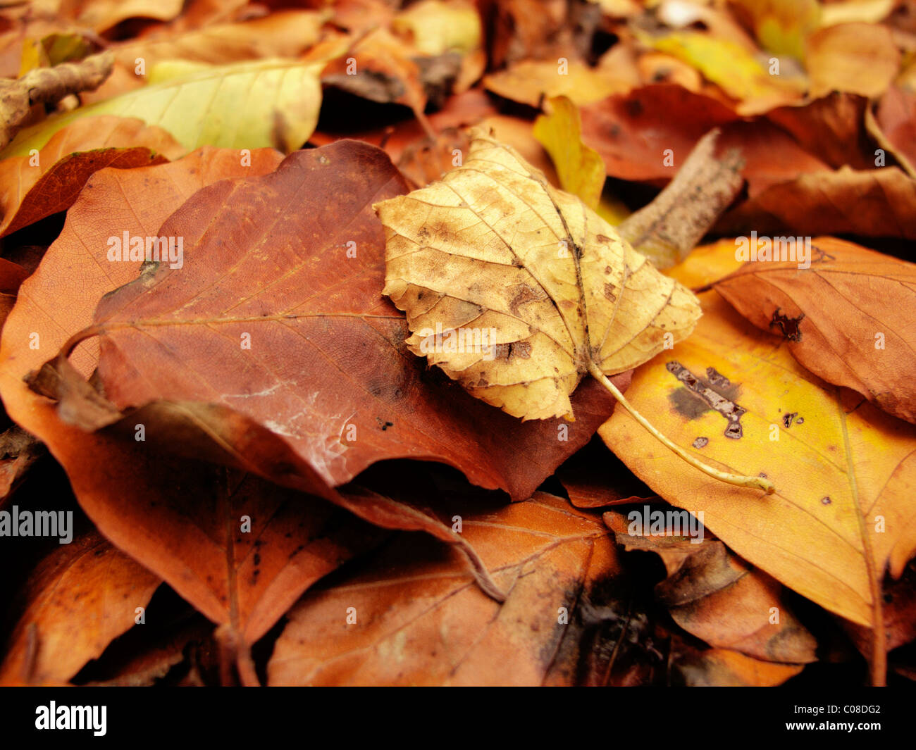 autumn leaves on the ground idea background Stock Photo - Alamy