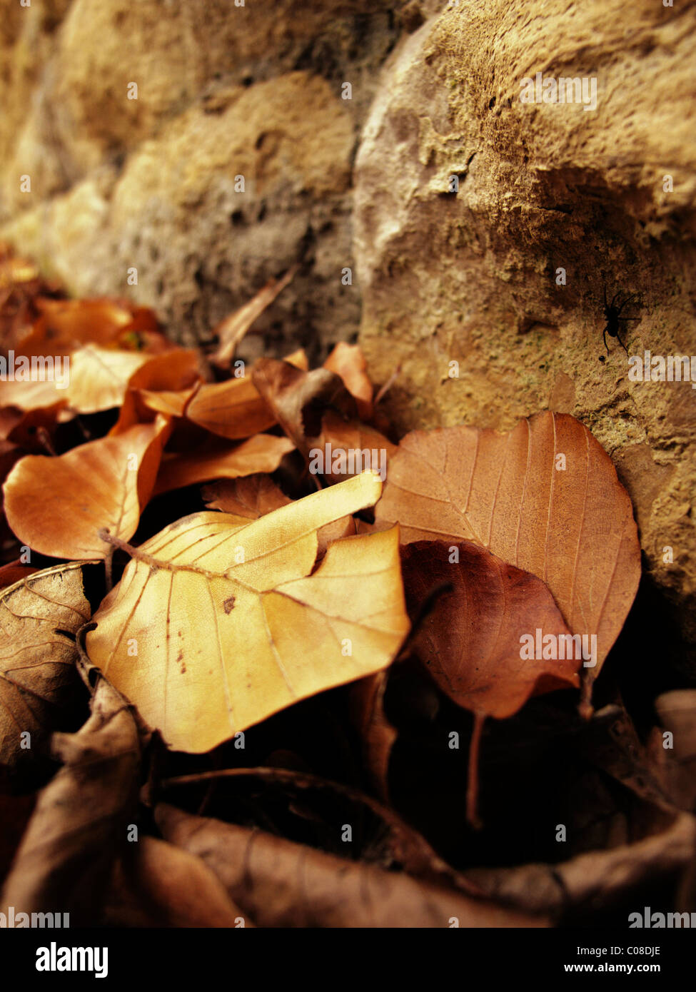 autumn leaves on the ground idea background Stock Photo - Alamy