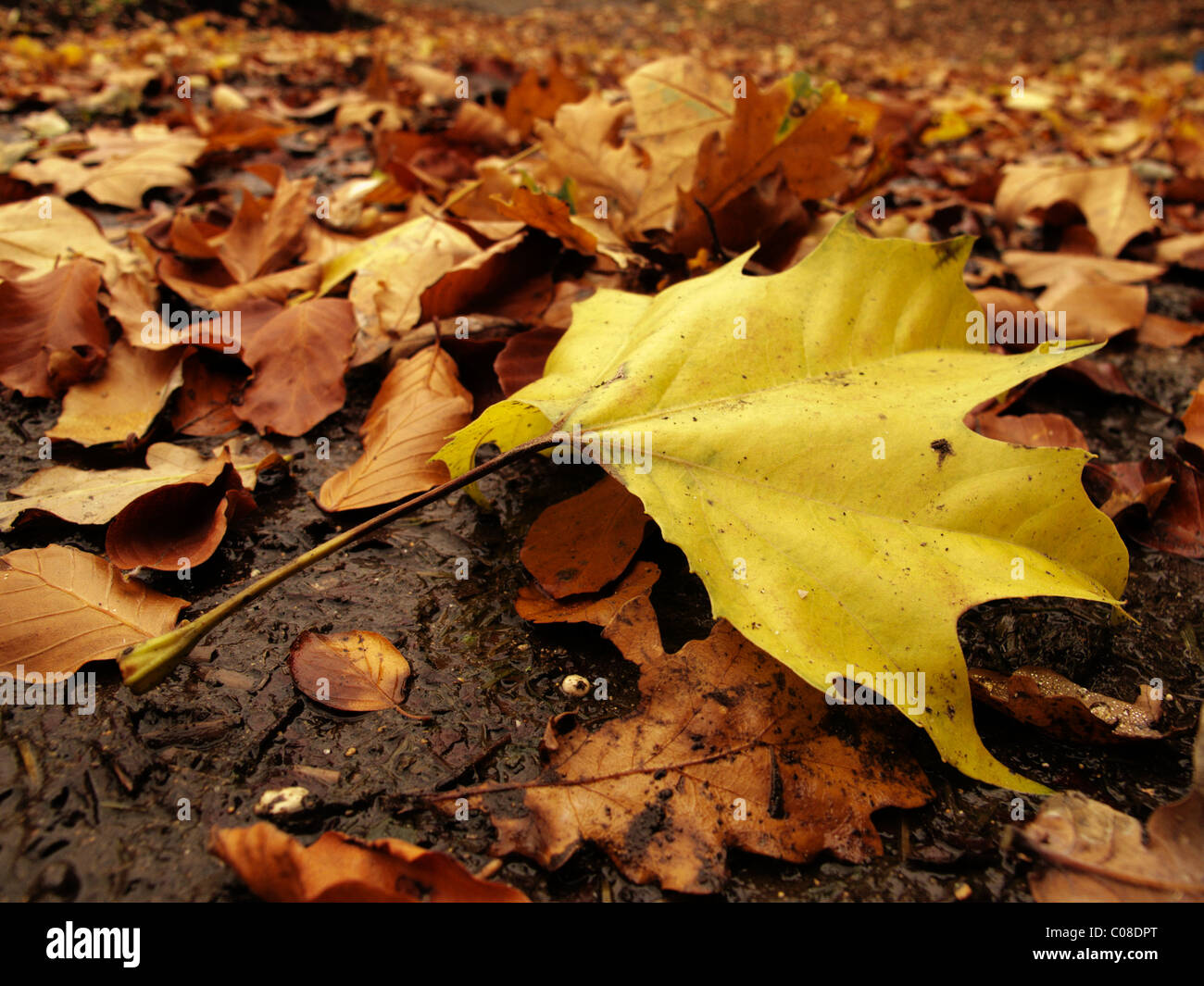 autumn leaves on the ground idea background Stock Photo - Alamy
