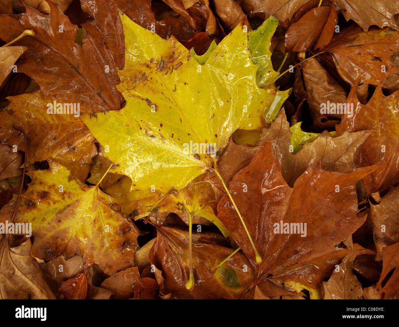 autumn leaves on the ground idea background Stock Photo - Alamy