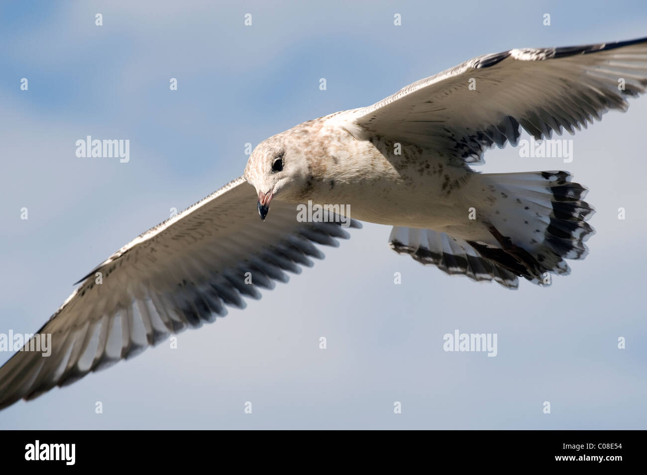 Flying seagull hi-res stock photography and images - Alamy