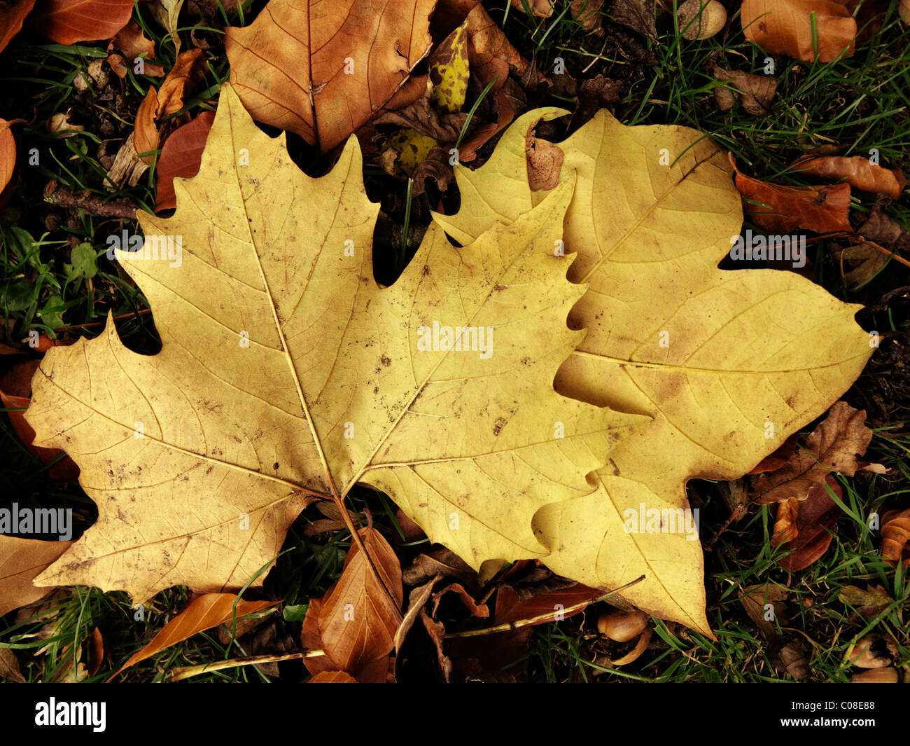 autumn leaves on the ground idea background Stock Photo - Alamy