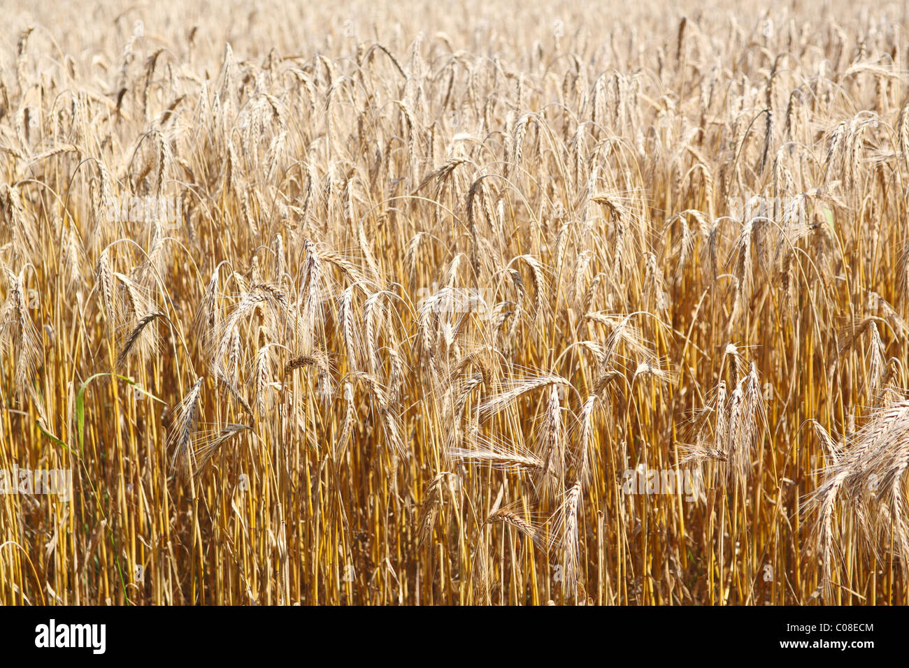 Growing wheat texture Stock Photo - Alamy