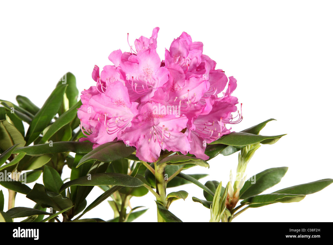 Rhododendron flowers isolated on white background Stock Photo - Alamy