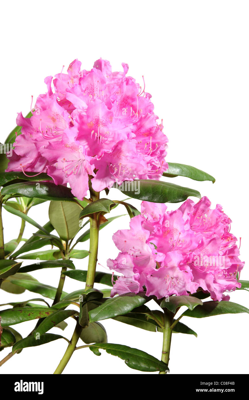 Rhododendron flowers isolated on white background Stock Photo - Alamy